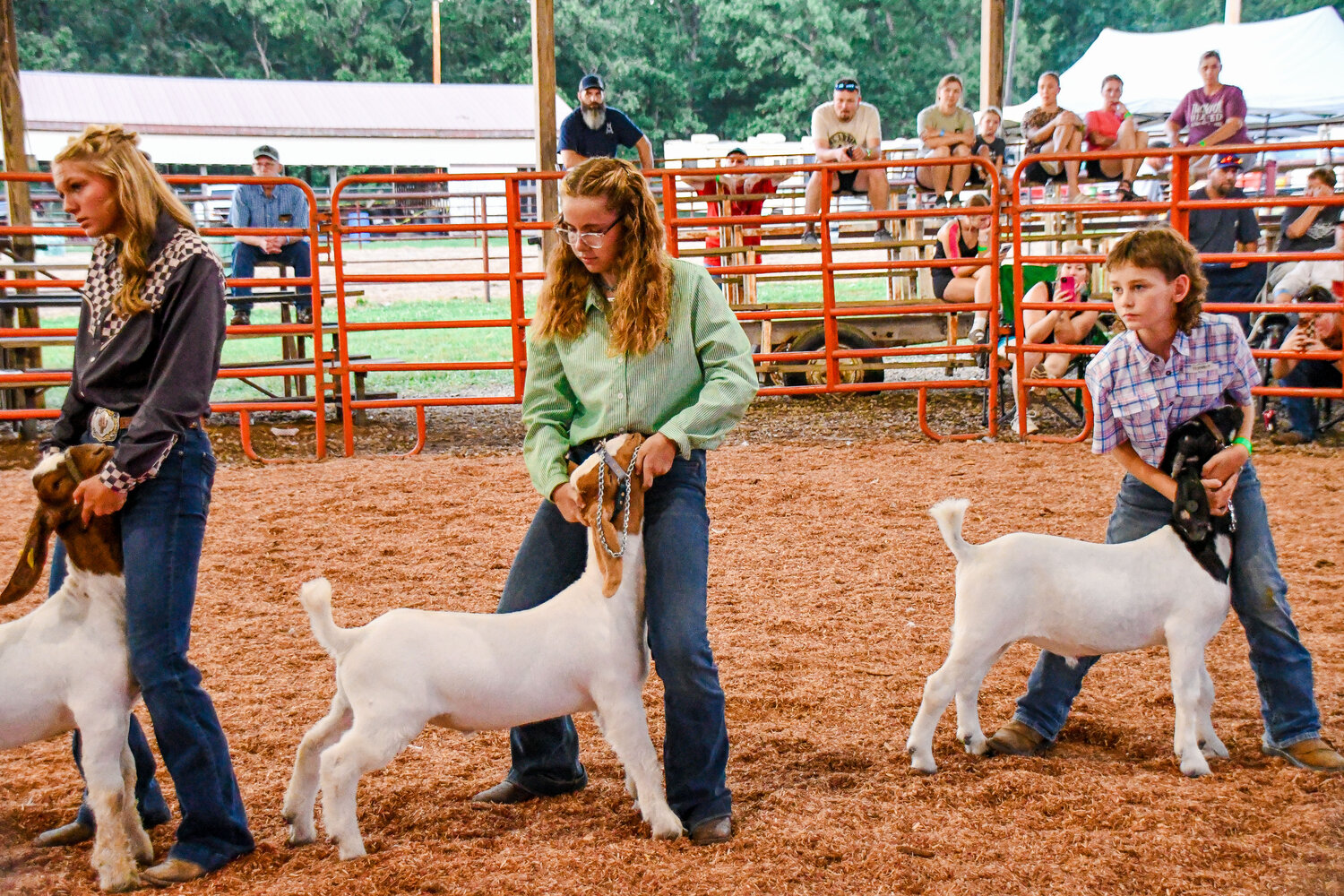 Crawford County Fair Sheep & Goat Show | Gasconade County Republican